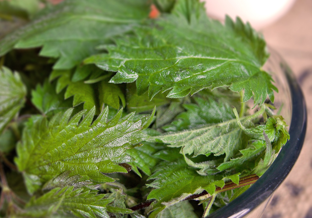 Harvested Wild Nettle Soup - Grateful Green Life