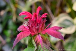 10 Helpful Herbs That Will Attract Pollinators into Your Garden ...